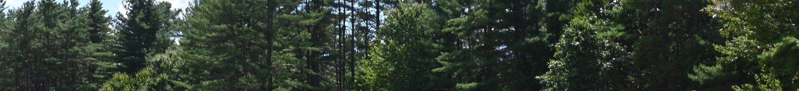 PLC Contractor & Master Logger Renewal - PLC of the Northeast